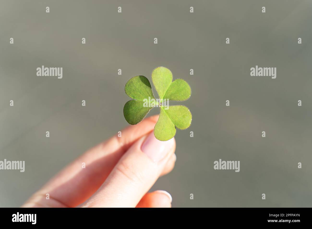 Clover in hand on bright green background of nature. Shamrock symbol of ...