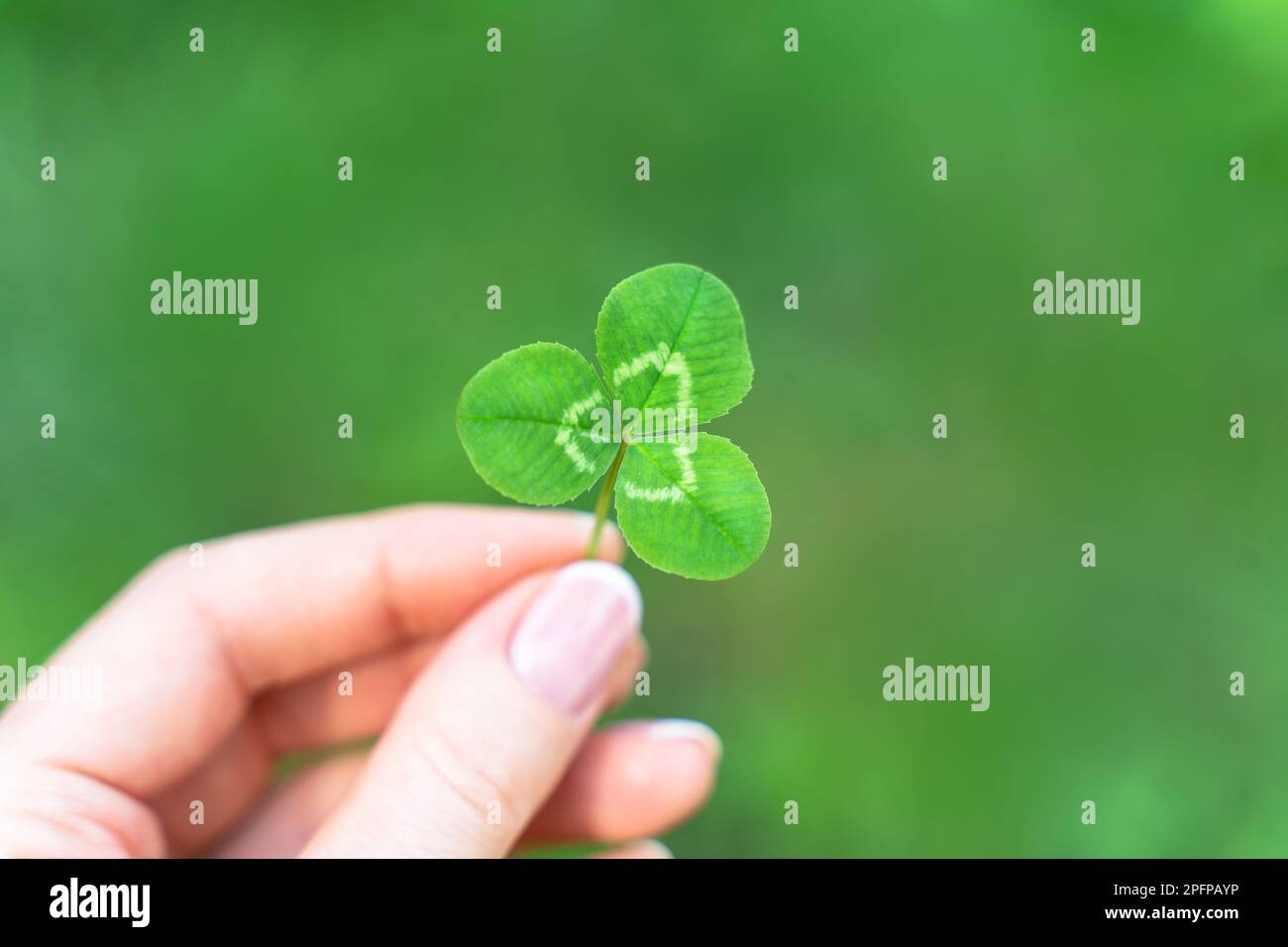 Clover in hand on bright green background of nature. Shamrock symbol of ...