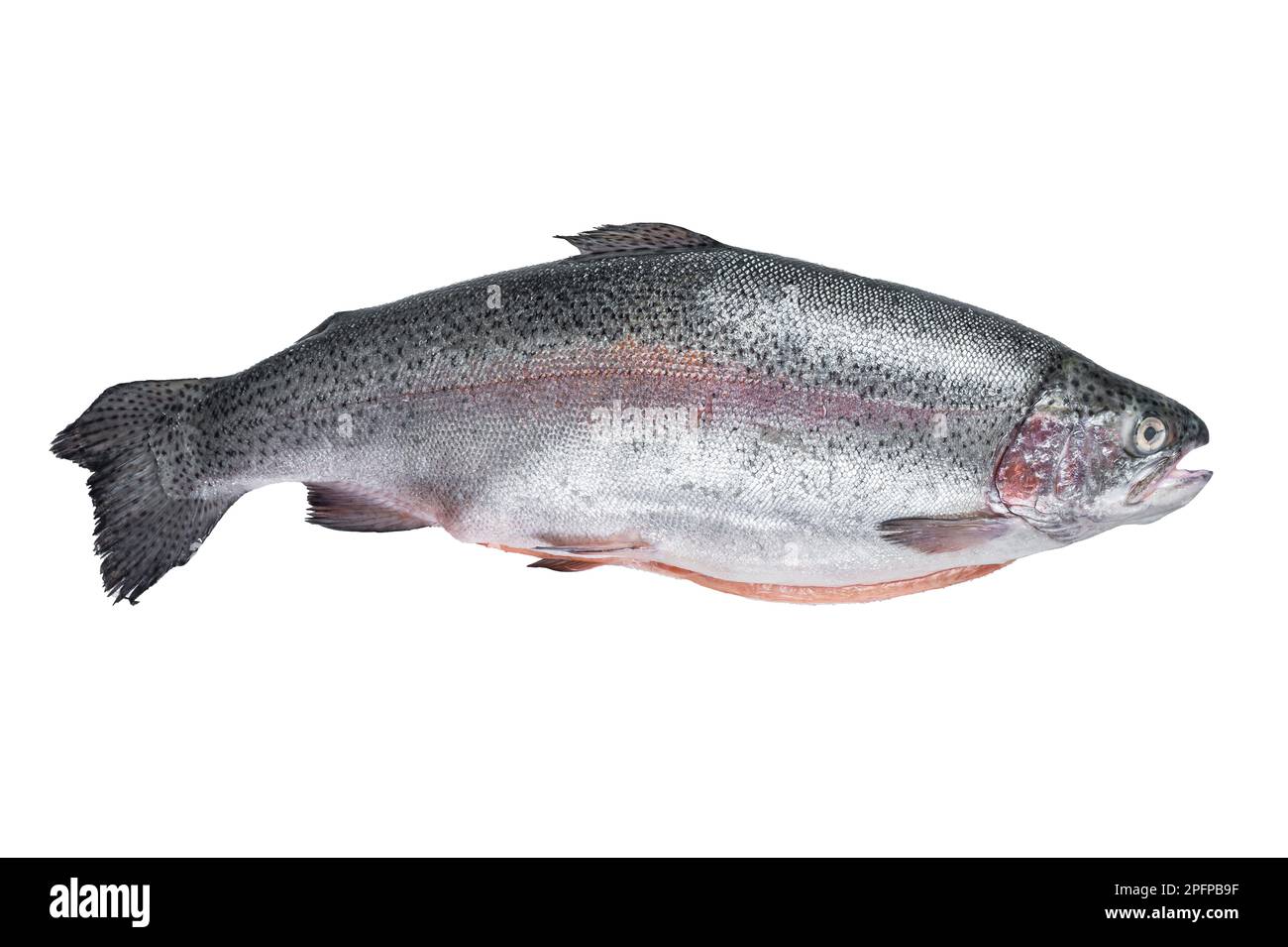 Raw trout silver fish on a kitchen table. Isolated on white background ...