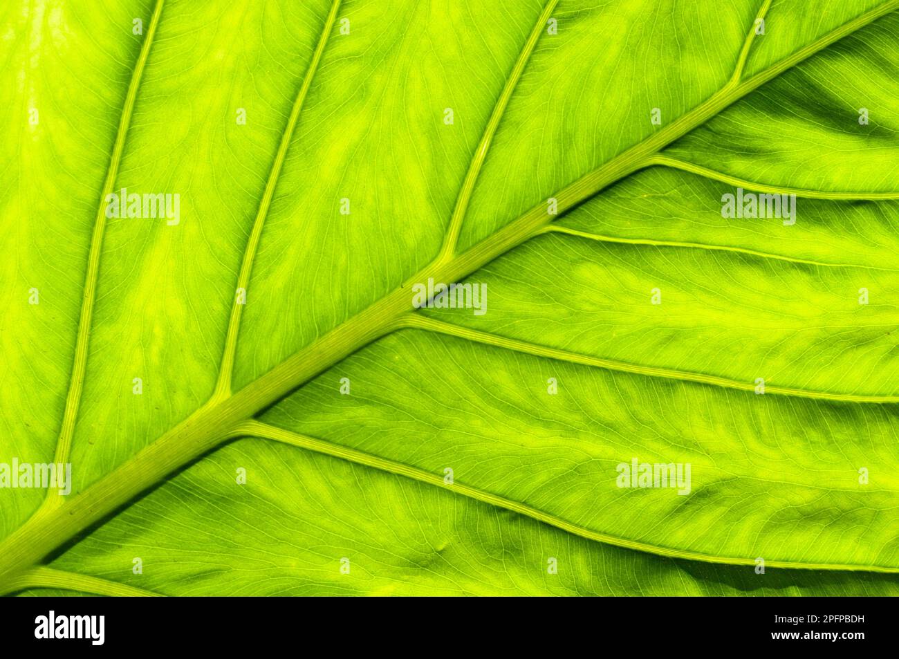 Vibrant Green Close-Up of A Tropical Colomo Elegant Leaf in Mexico ...