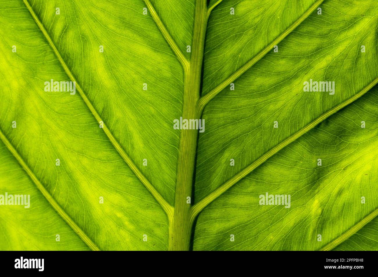 A Touch of Tropics: Capturing the Beauty of a Colomo Leaf in Mexico's ...