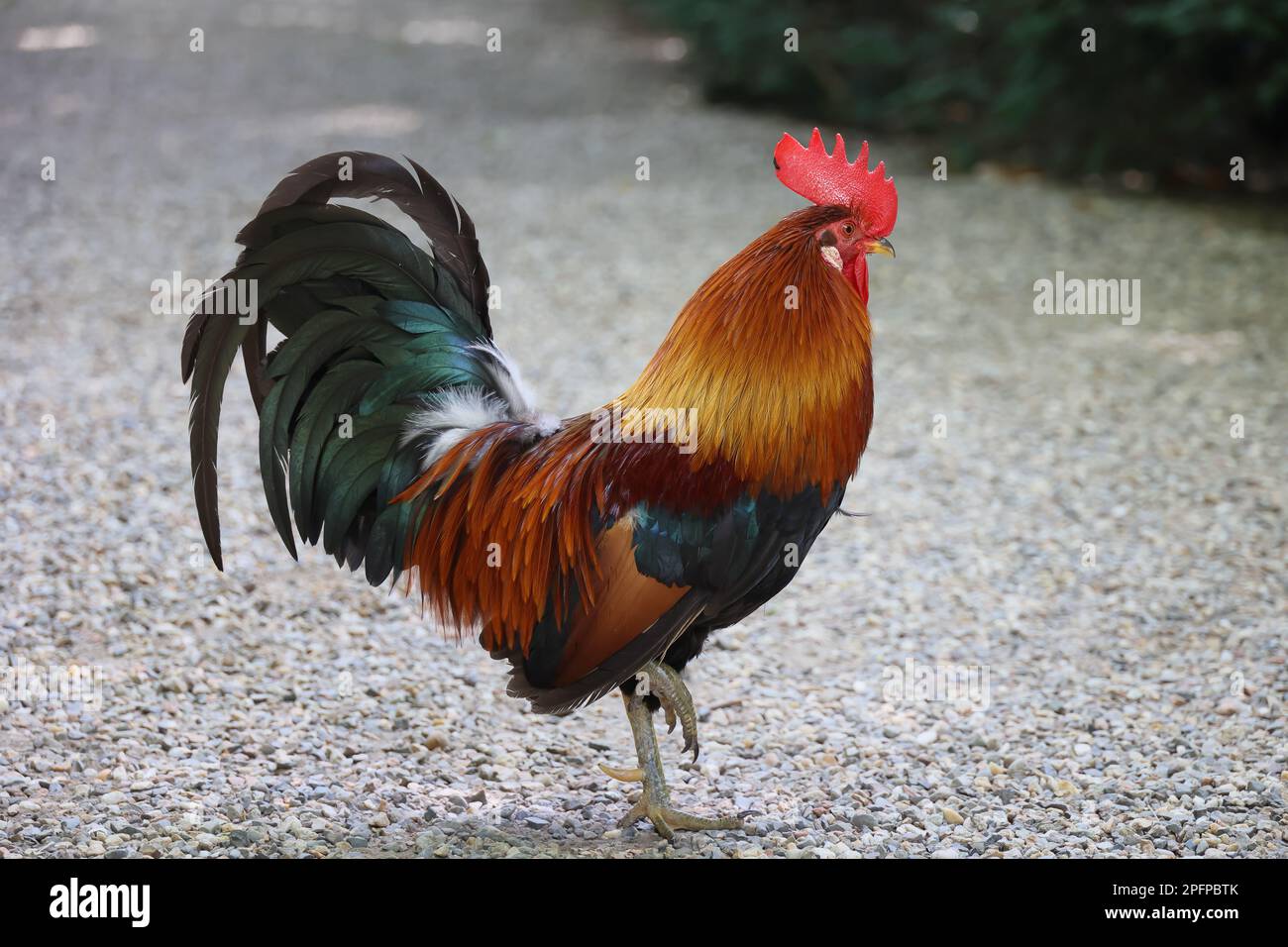Rooster eye hi-res stock photography and images - Alamy