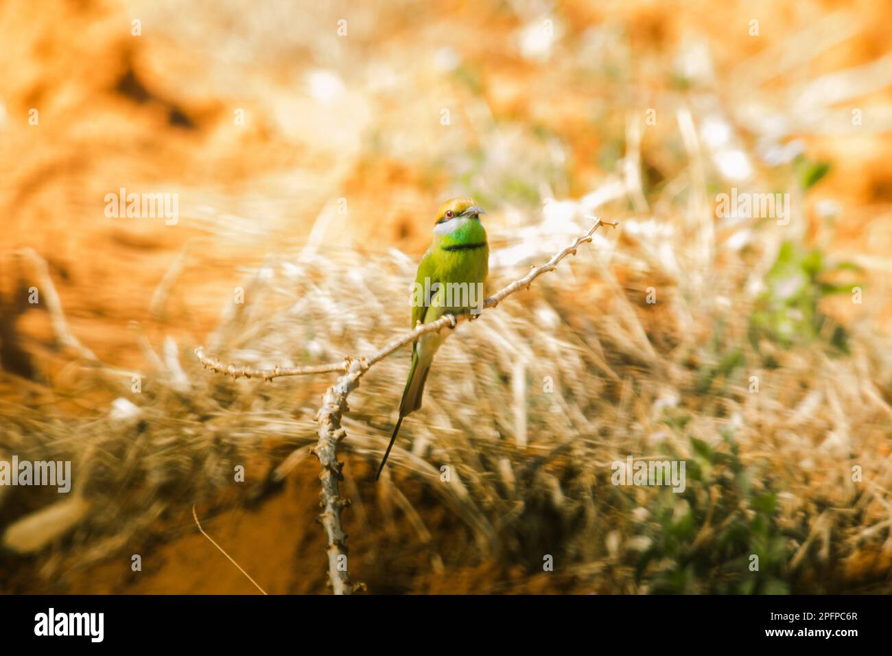 Chestnut-headed Bee-eater orange-headed with red eyes. It has reddish ...