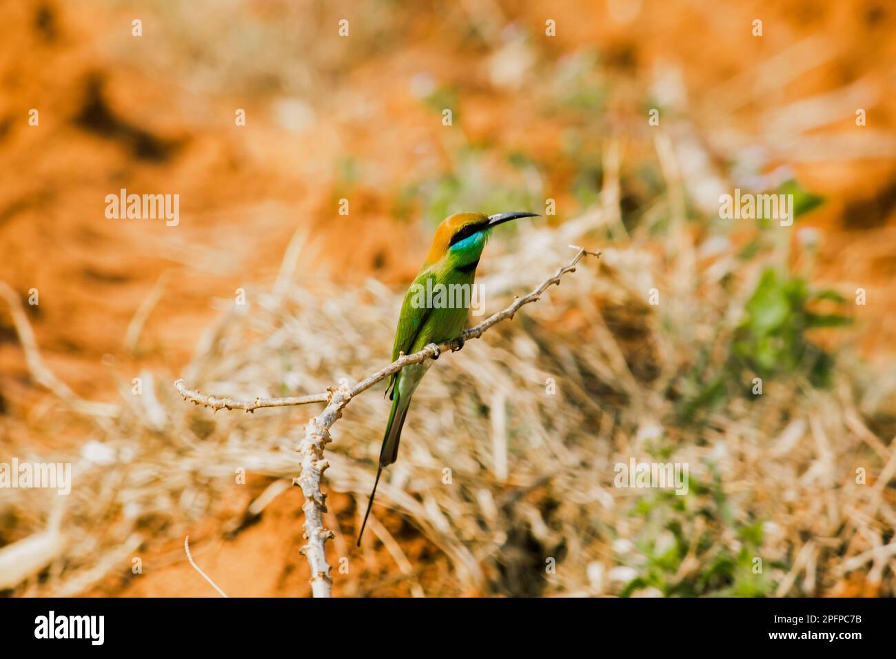 Chestnut-headed Bee-eater orange-headed with red eyes. It has reddish ...