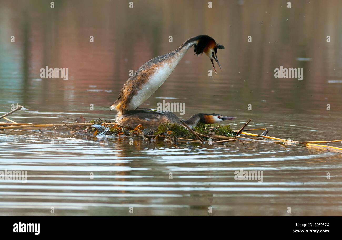 Grebe or large grebe (lat. Podiceps cristatus) on the nest. Mating ...