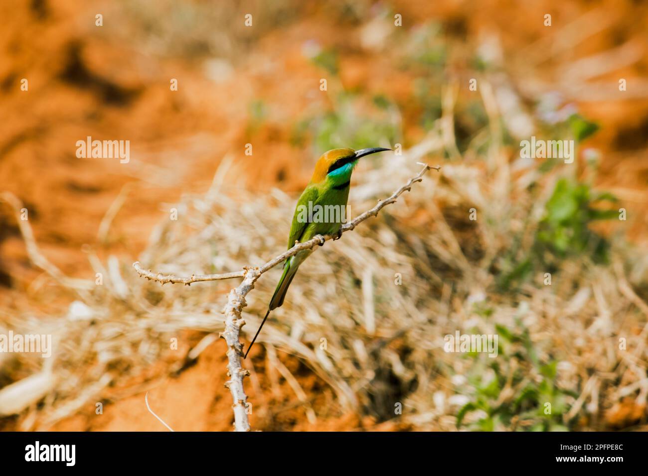 Chestnut-headed Bee-eater orange-headed with red eyes. It has reddish ...