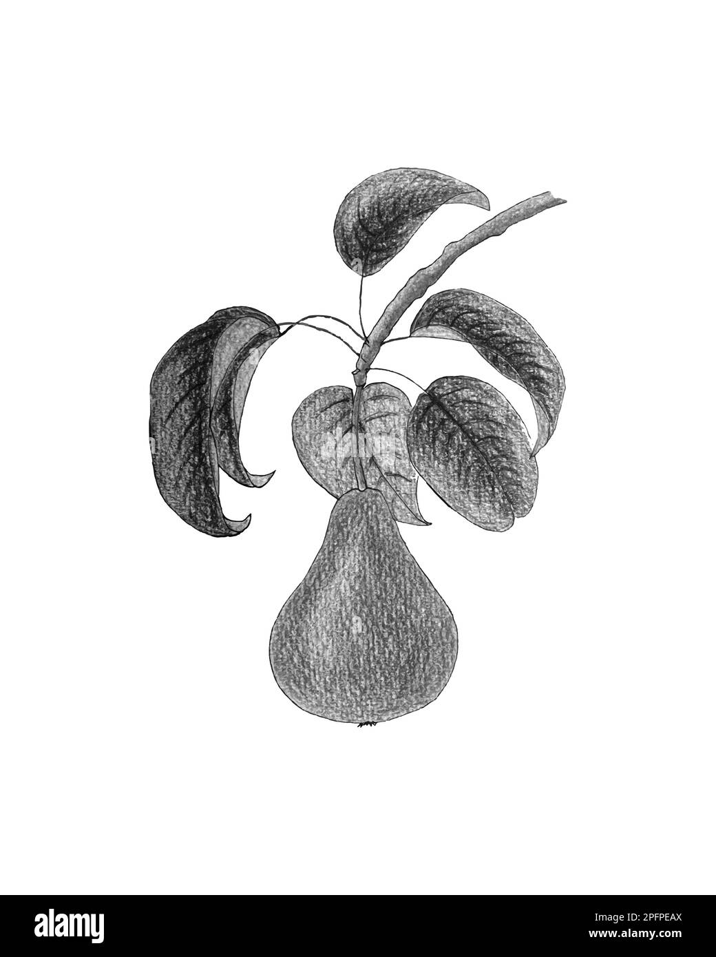 Pear watercolor pencil drawing, monochrome stylized drawn. Vector ...