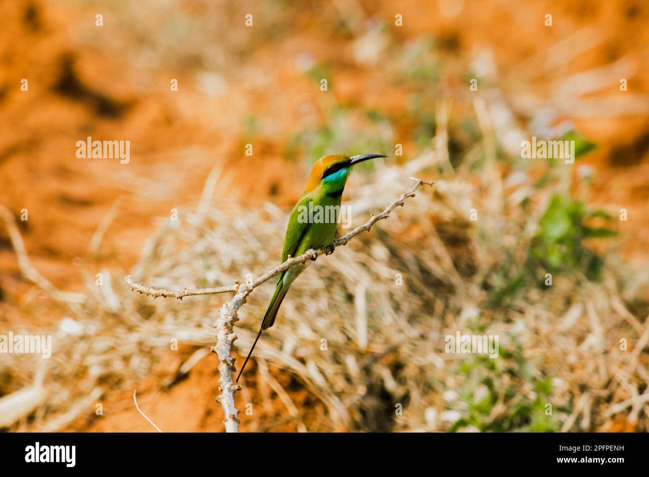 Chestnut-headed Bee-eater orange-headed with red eyes. It has reddish ...