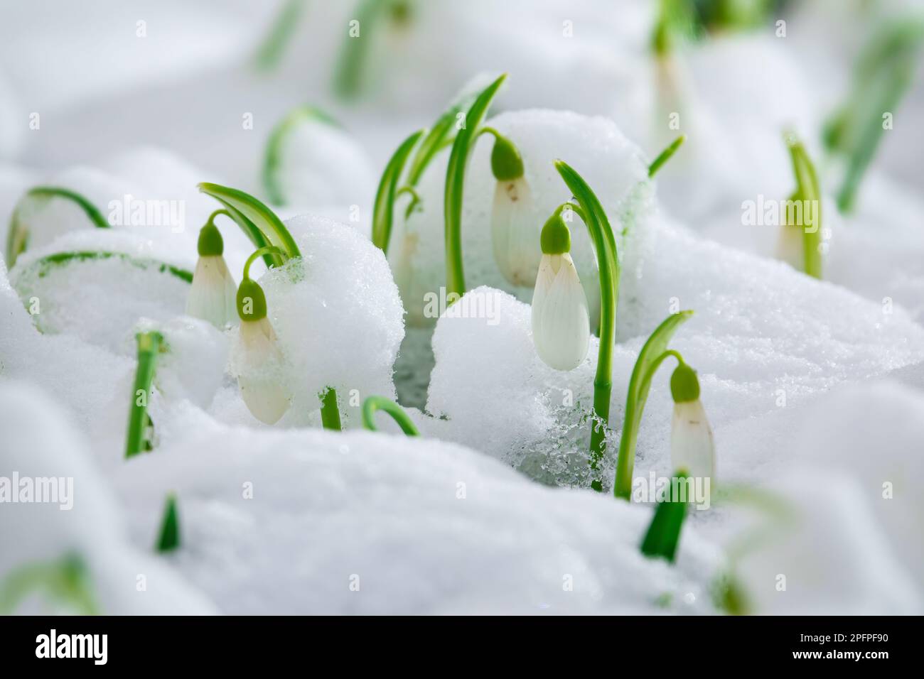 Beautiful snowdrops flowers popping from the snow. First spring flowers ...