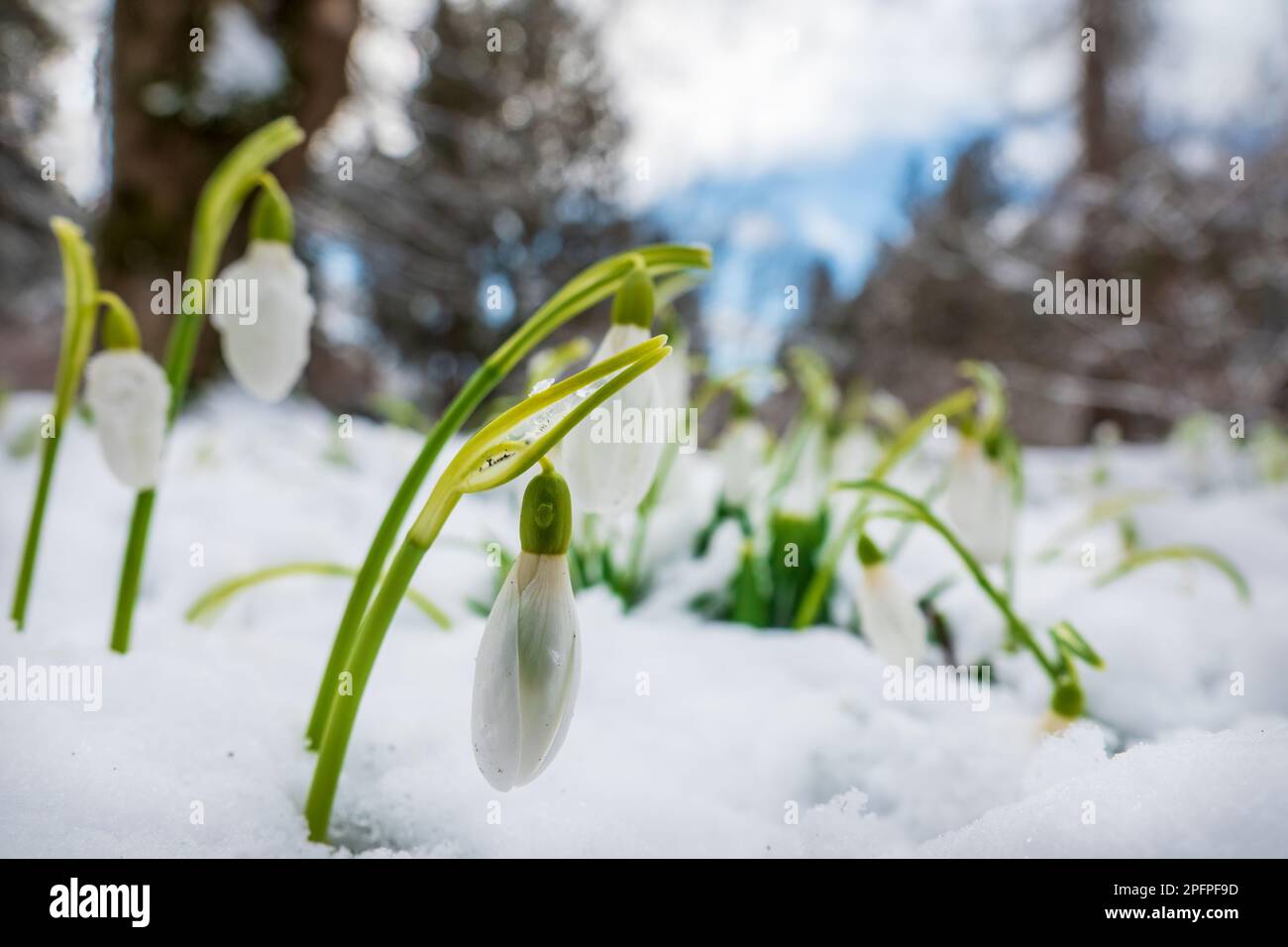 First spring flowers popping through the snow. Snowdrops wildflowers in ...