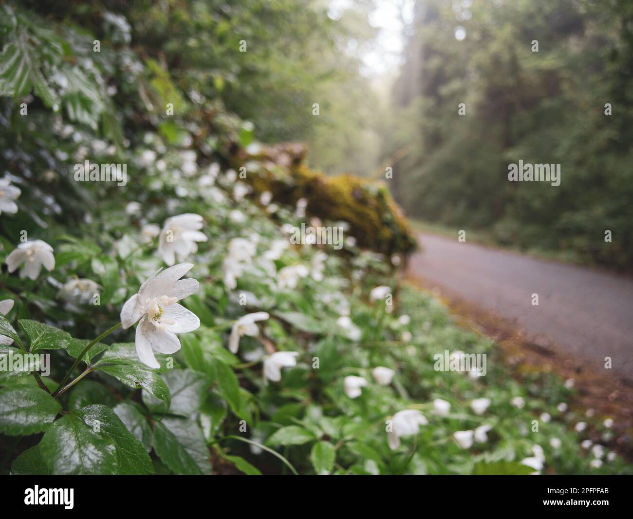 Flowers on the roadside hi-res stock photography and images - Alamy