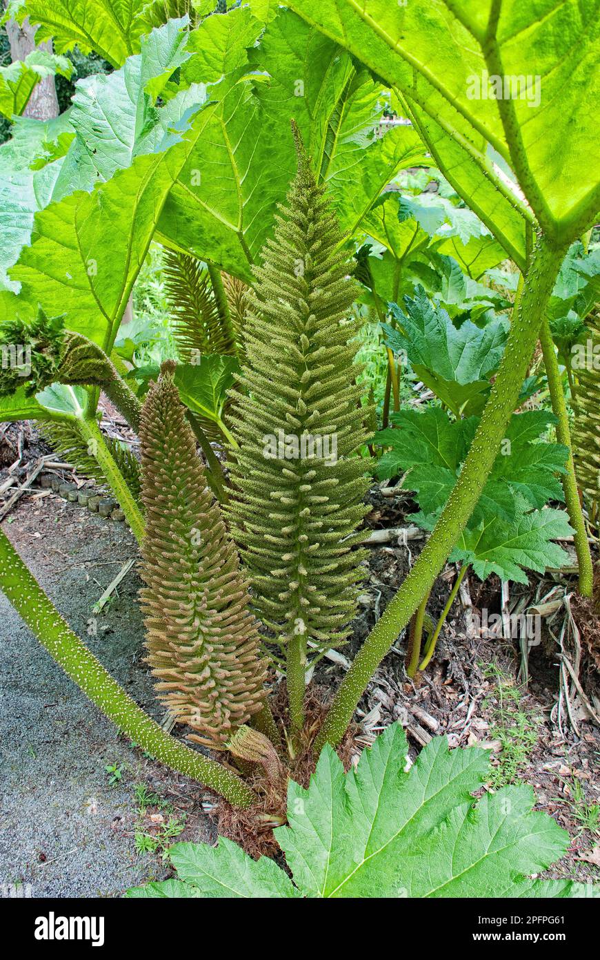H extremely large leaves that resemble rhubarb hi-res stock photography ...