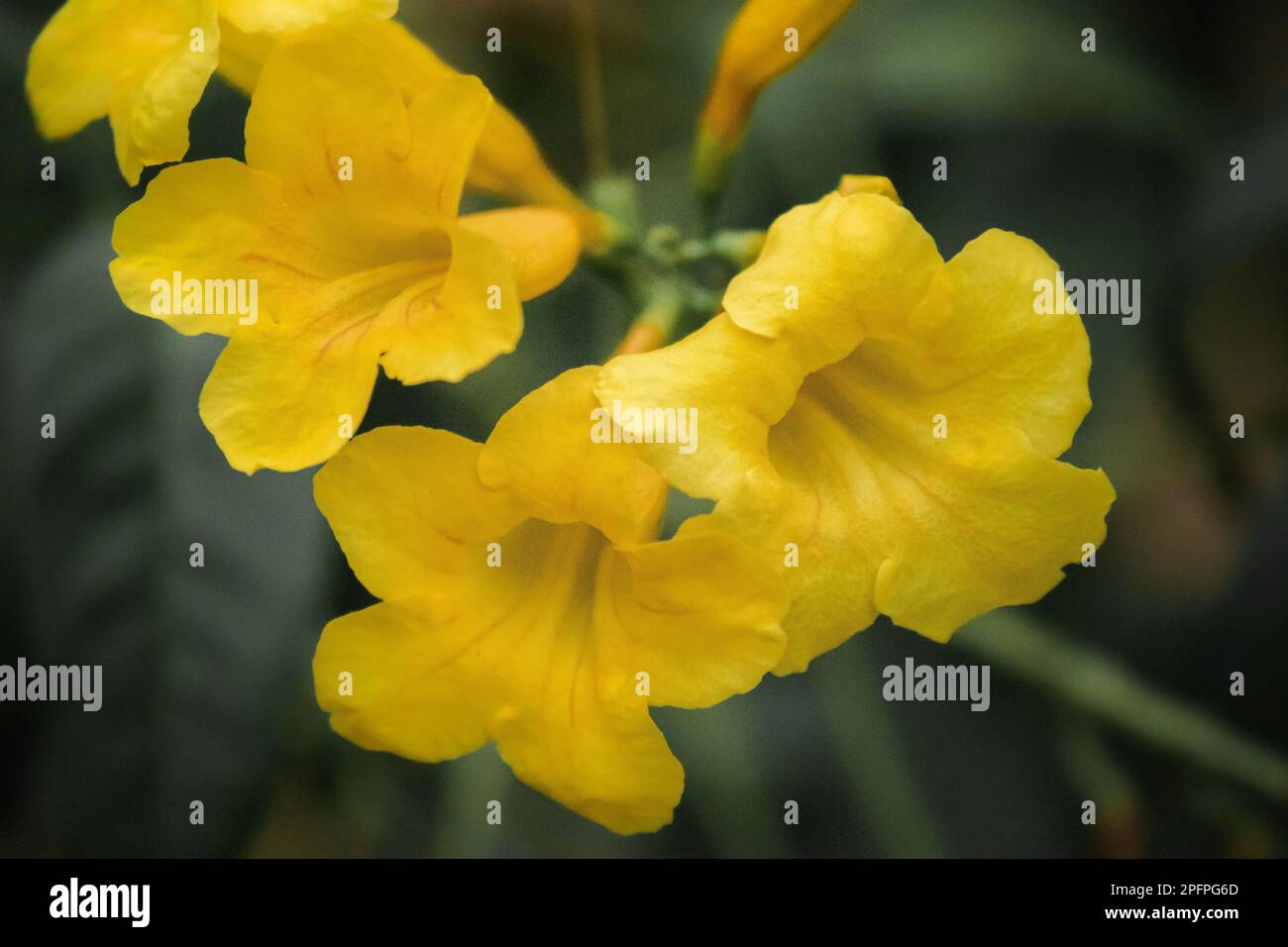 Tecoma seeds hi-res stock photography and images - Alamy
