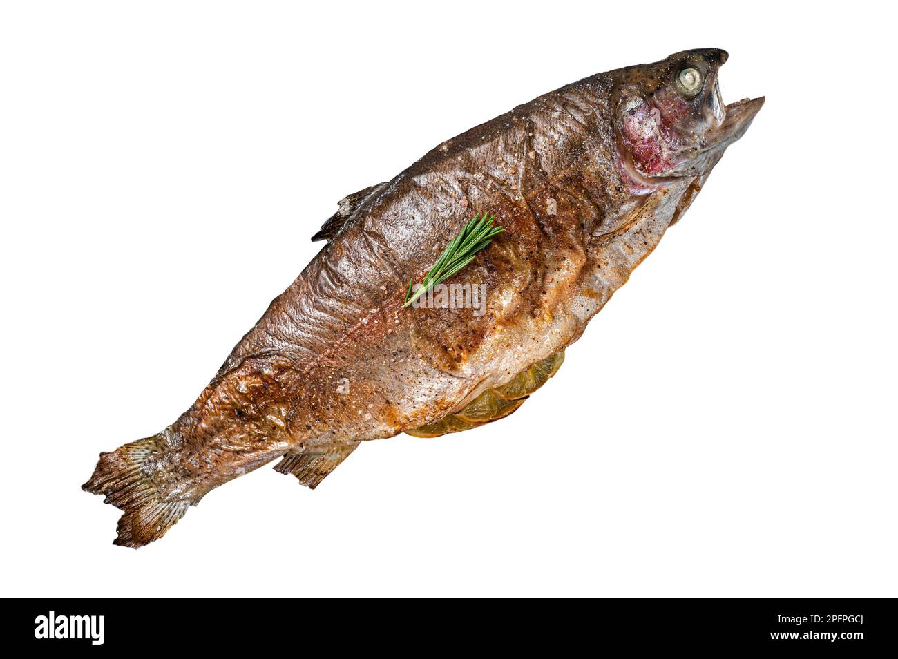 BBQ roasted sea trout, grilled fish on a grill with rosemary. Isolated ...