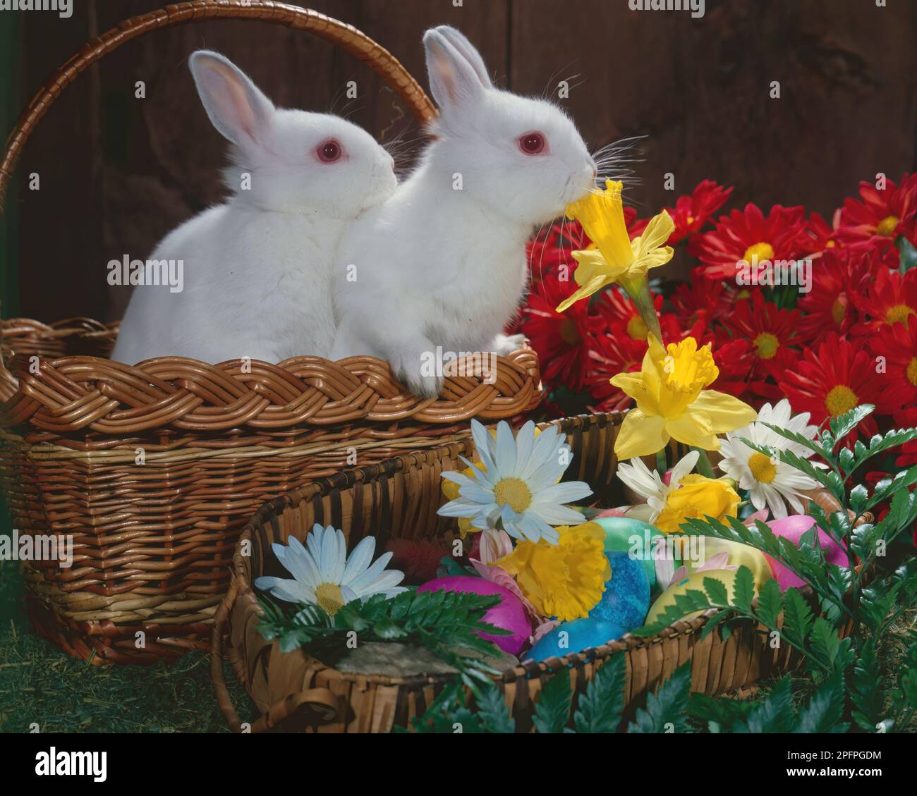 White rabbits basket flowers hi-res stock photography and images - Alamy
