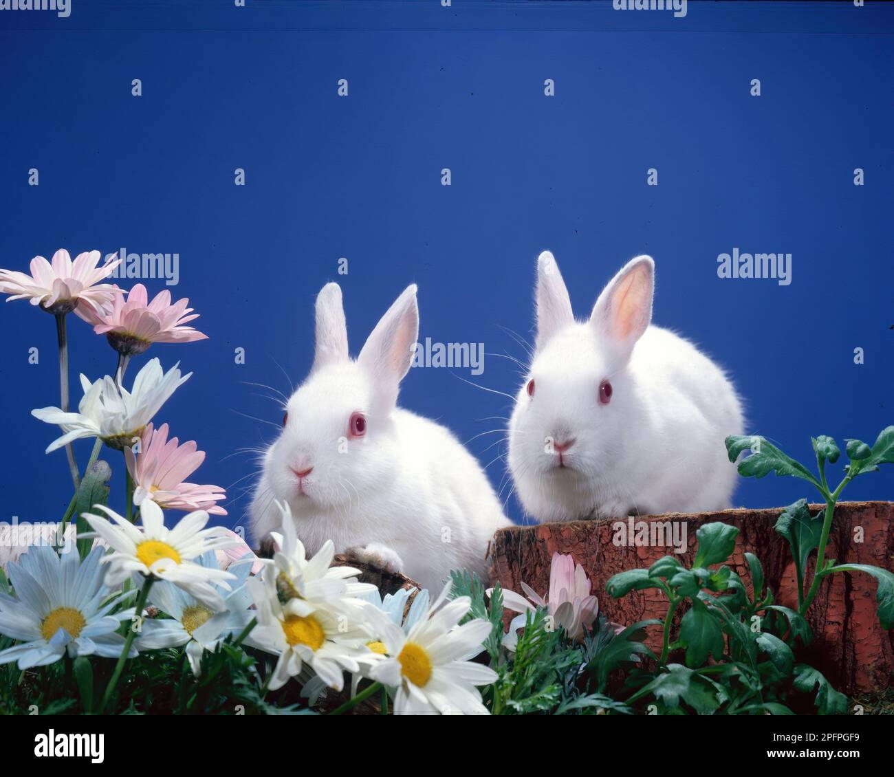 Two white bunnies hi-res stock photography and images - Alamy