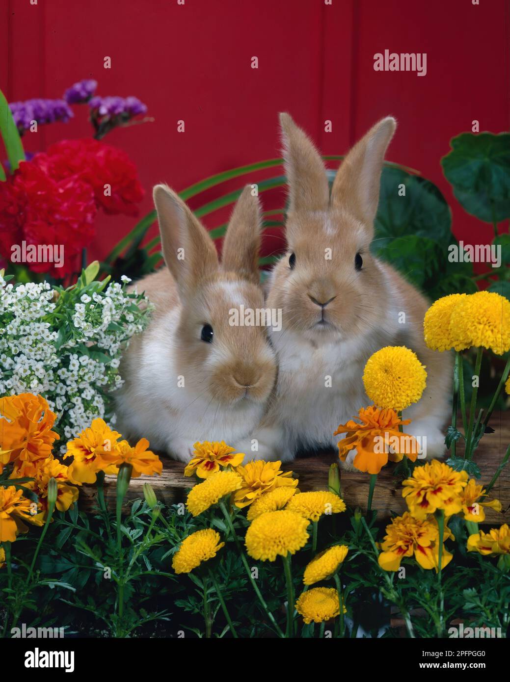 Two rabbits and colored flowers hi-res stock photography and images - Alamy