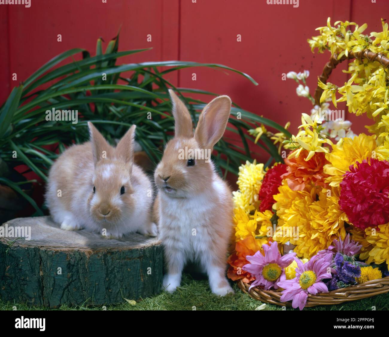 Two rabbits and colored flowers hi-res stock photography and images - Alamy