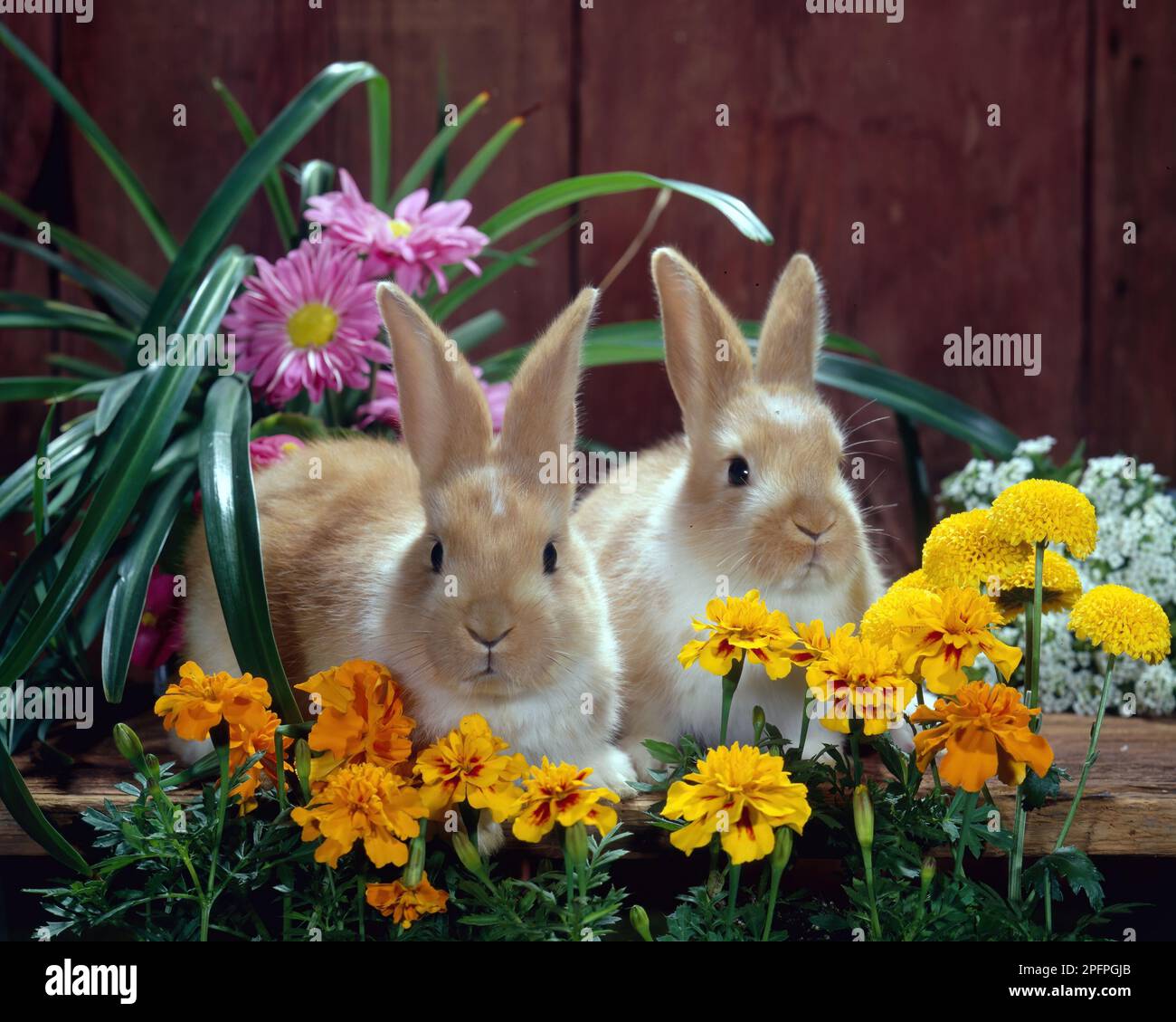 White rabbits with flowers hi-res stock photography and images - Alamy