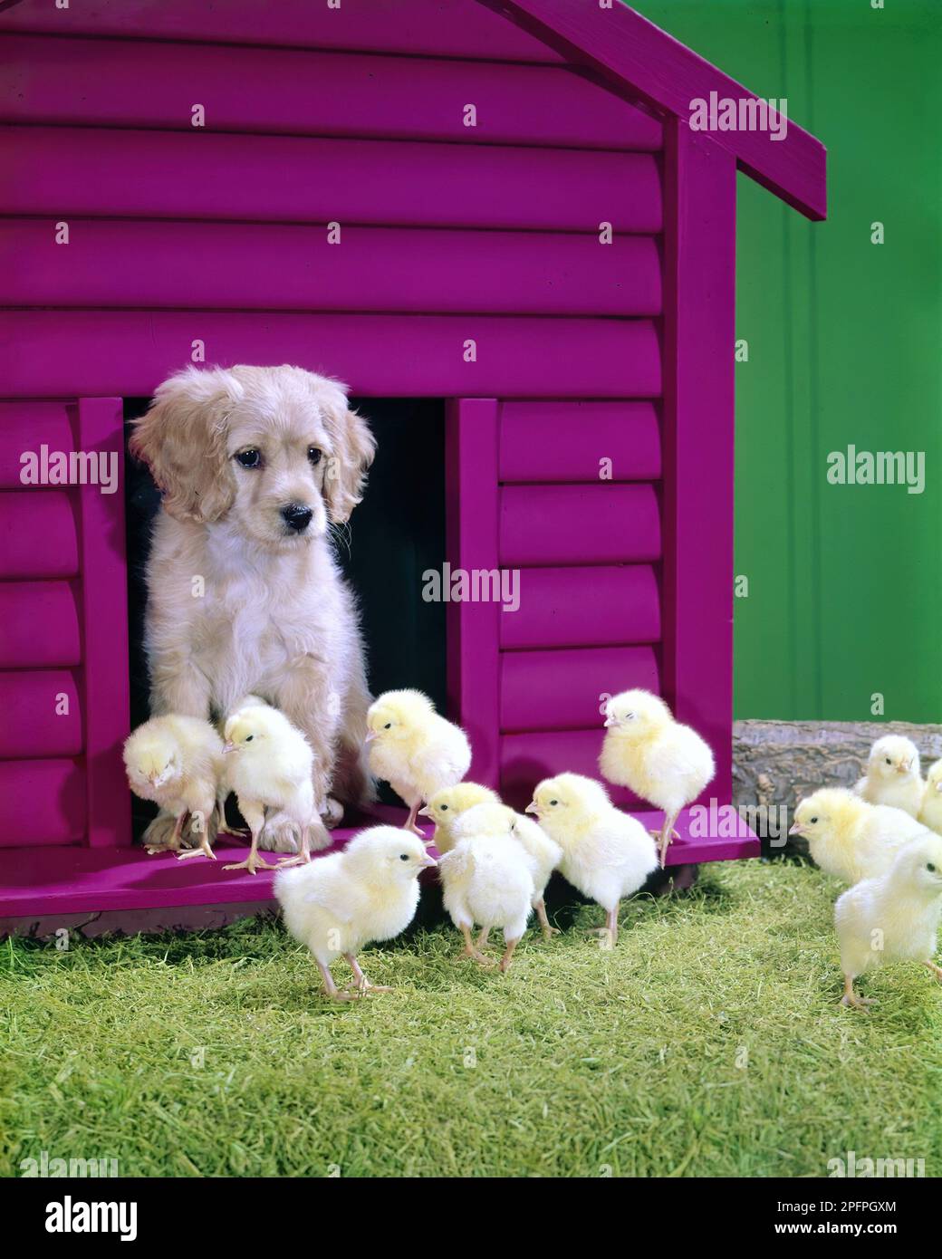 Dog with baby chicks hi-res stock photography and images - Alamy