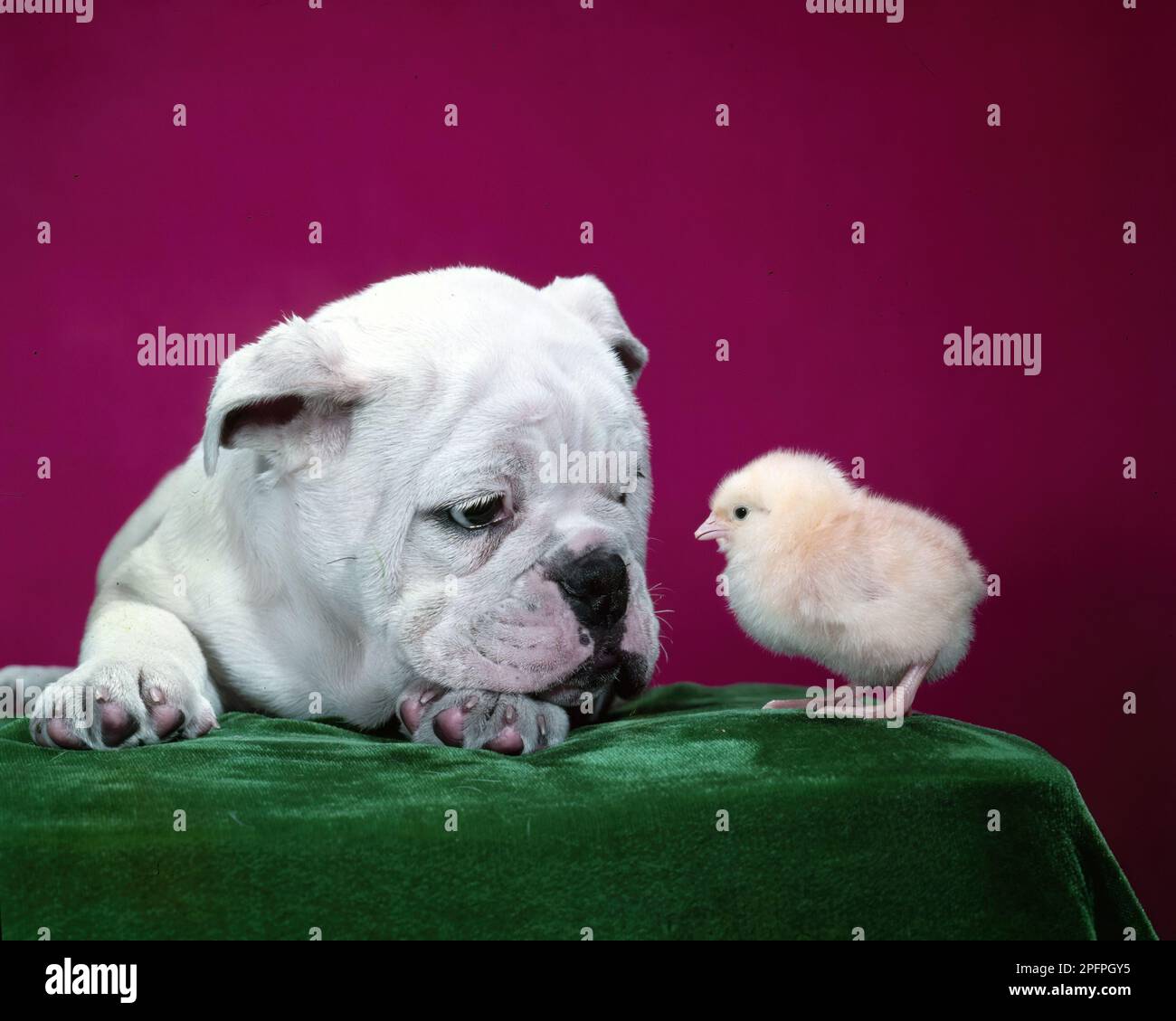 Bull dog and baby chick looking at each other Stock Photo - Alamy