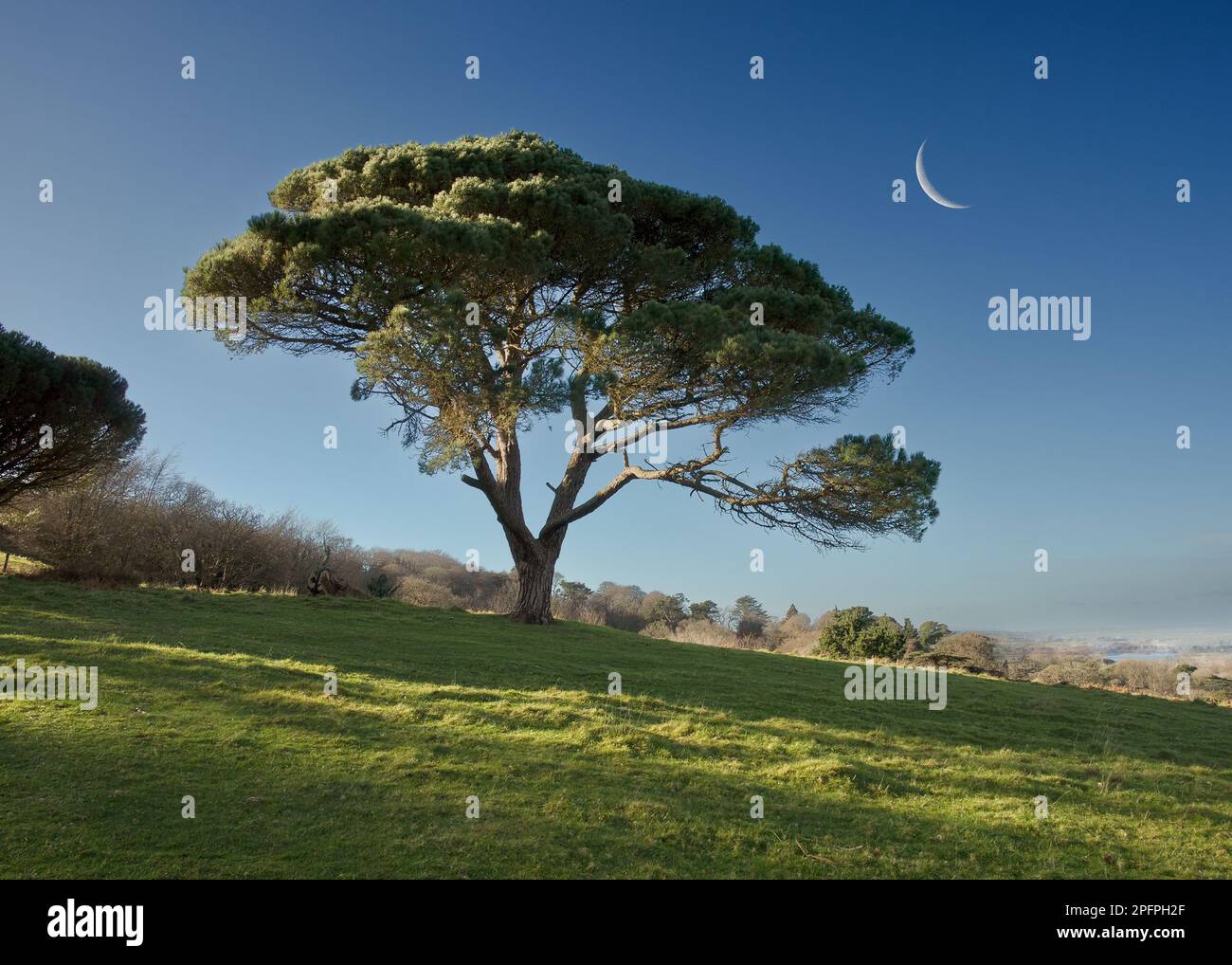 Pine tree and crescent Moon Mount Edgcumbe county park Cornwall Uk ...