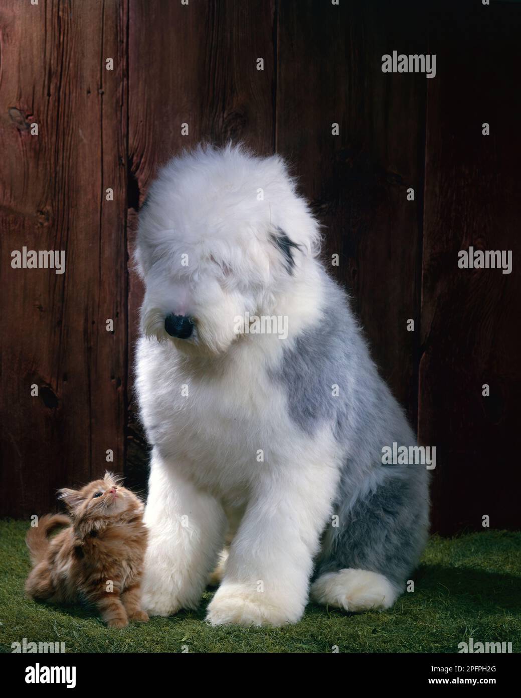 Sheep dog and kitten hi-res stock photography and images - Alamy