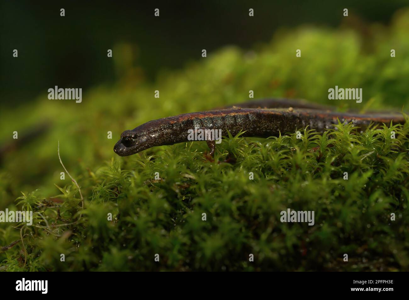 Natural closeup on the head of a Hell Hollow slender salamander ...