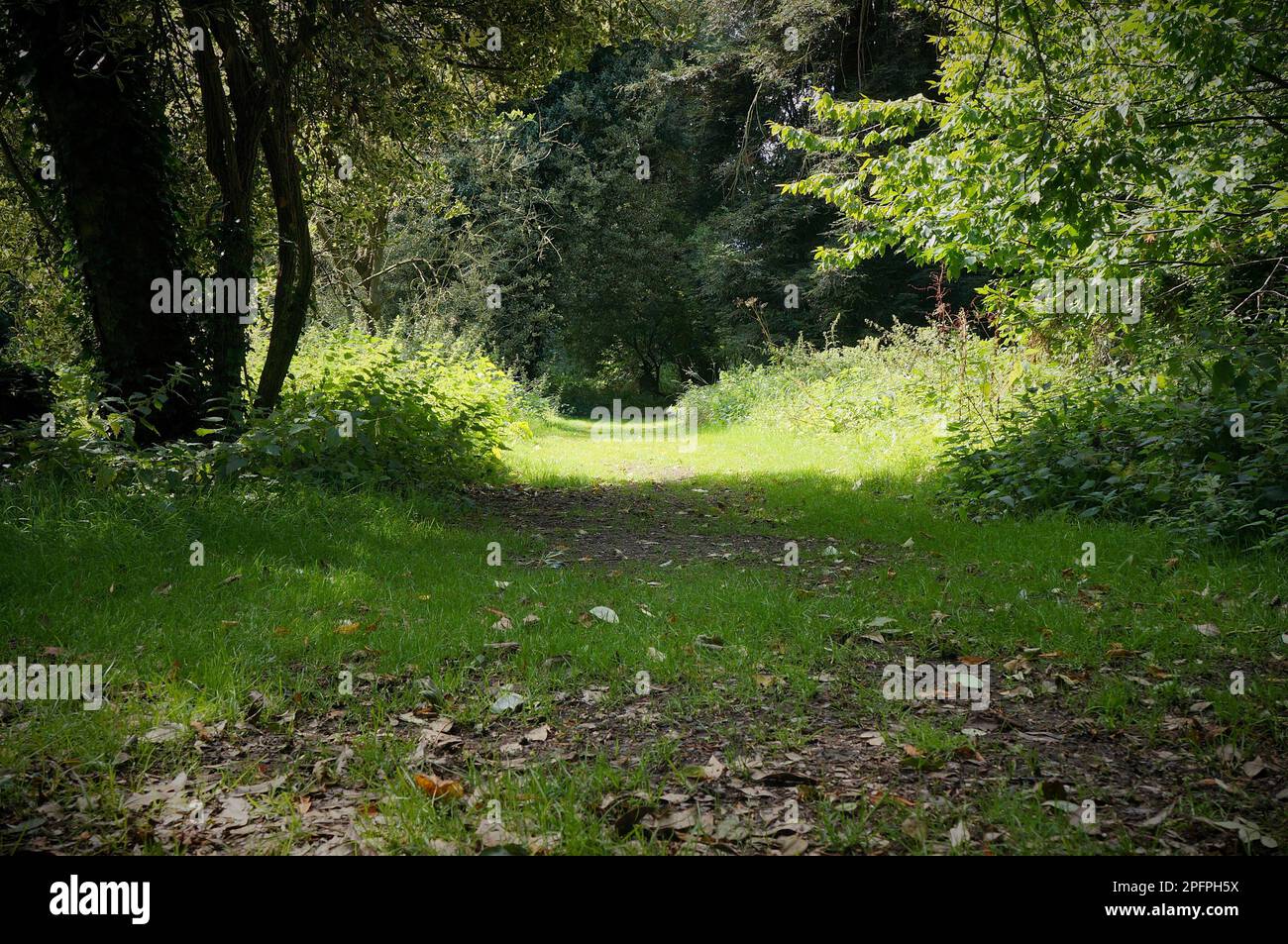 beautiful summer landscape featuring a pathway in the forest Stock ...