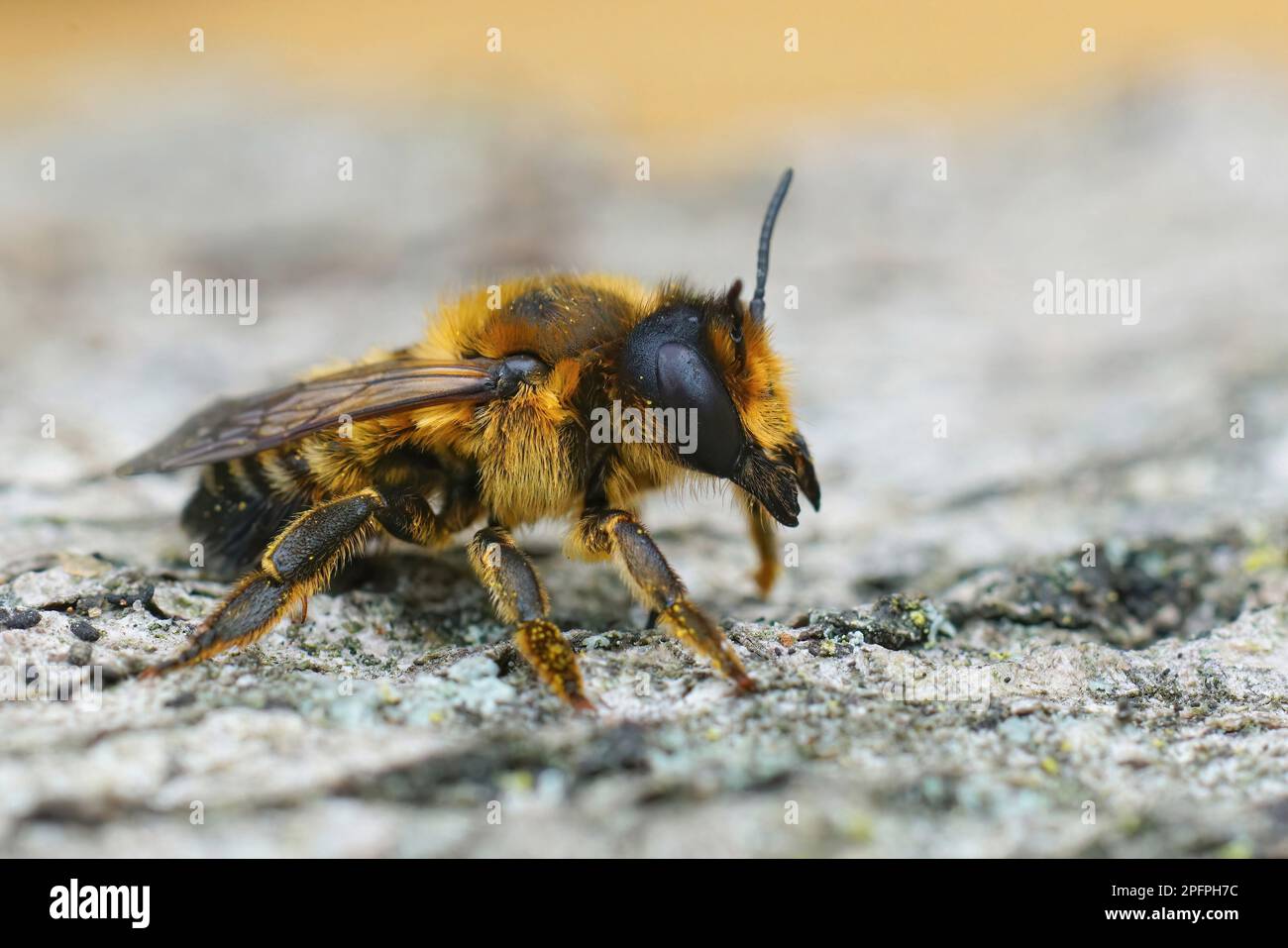 Detailed closeup of a fluffy brown female Willughby's leaf-cutter bee ...