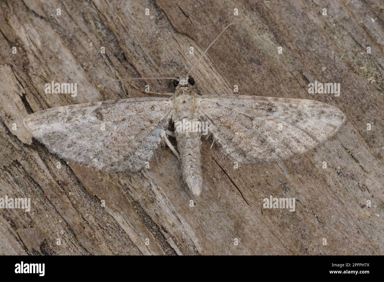 Detailed closeup on the small Angle-barred Pug, Eupithecia innotata ...