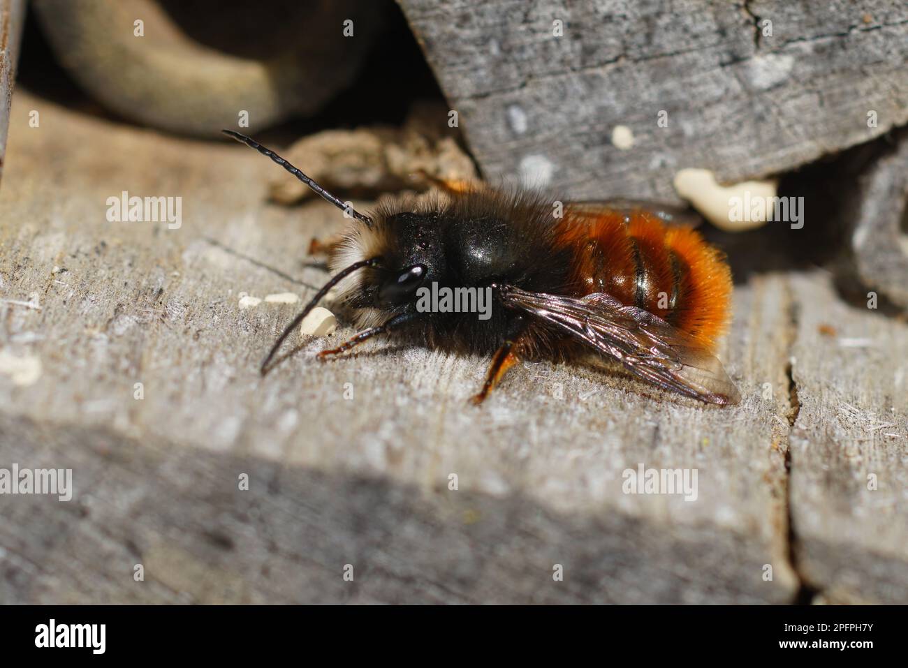 Natural closeup on a colorful red hairy male European orchard mason ...