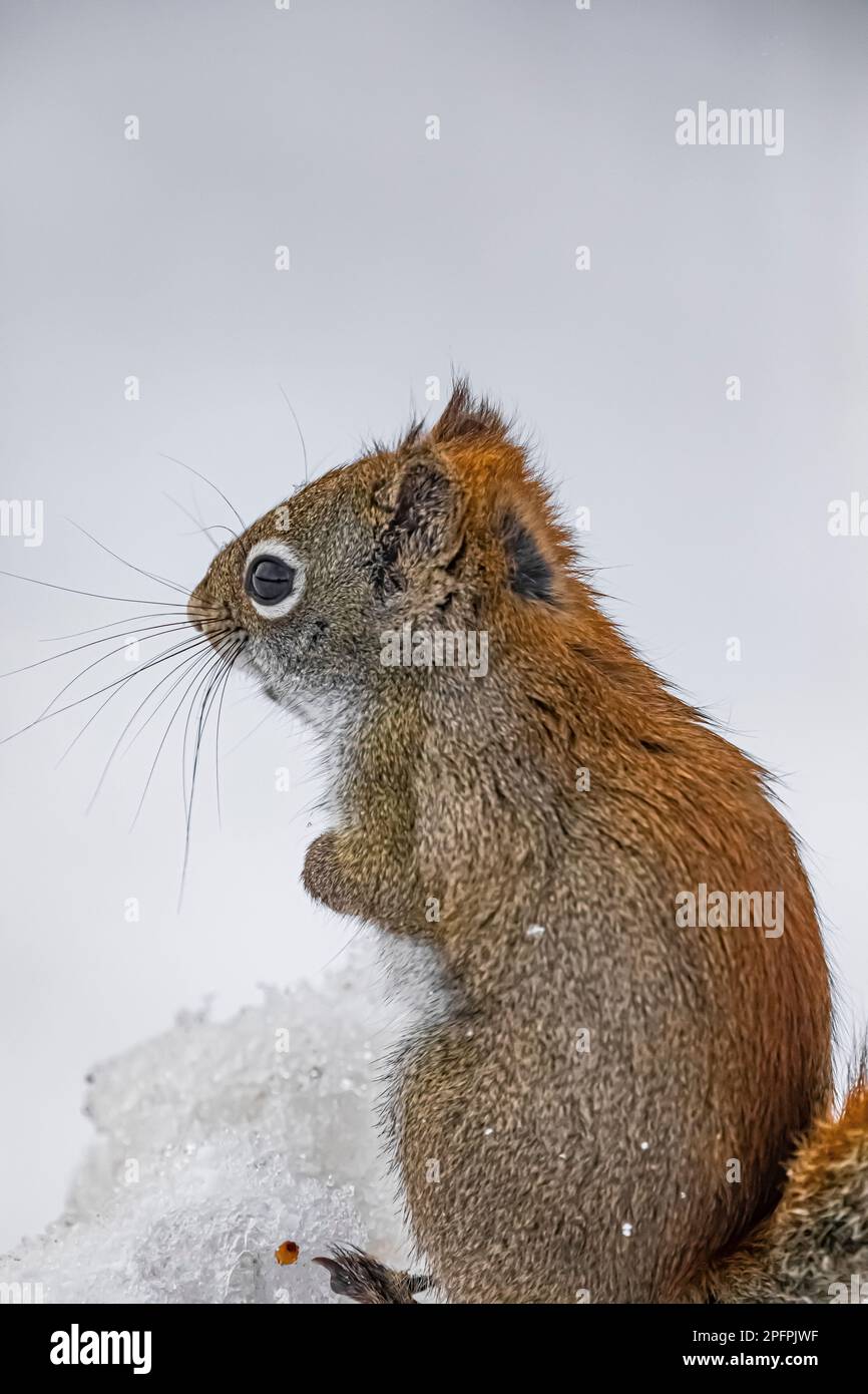 American Red Squirrel, Tamiasciurus hudsonicus, at a feeding station in ...