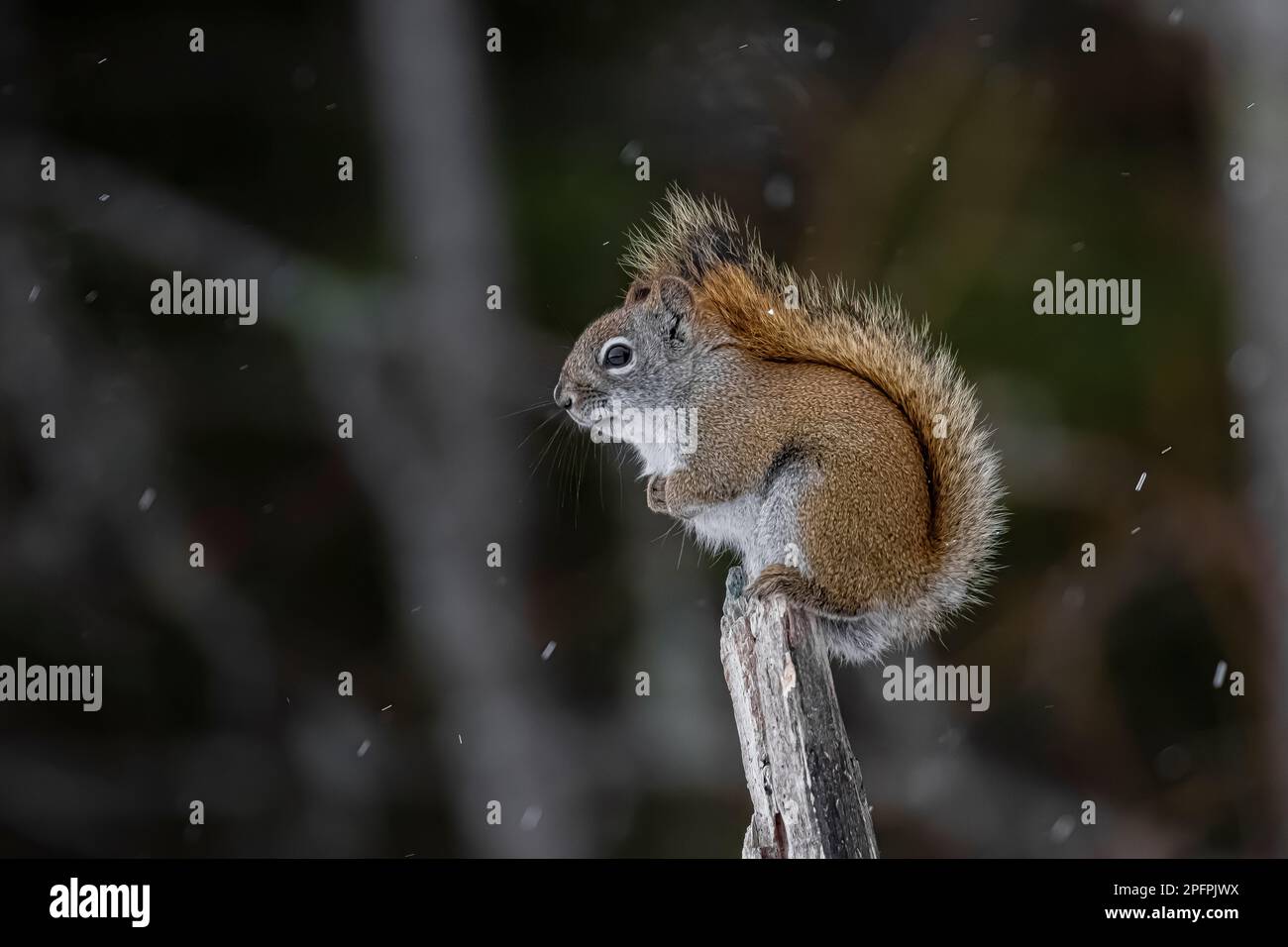 American Red Squirrel, Tamiasciurus hudsonicus, at a feeding station in ...