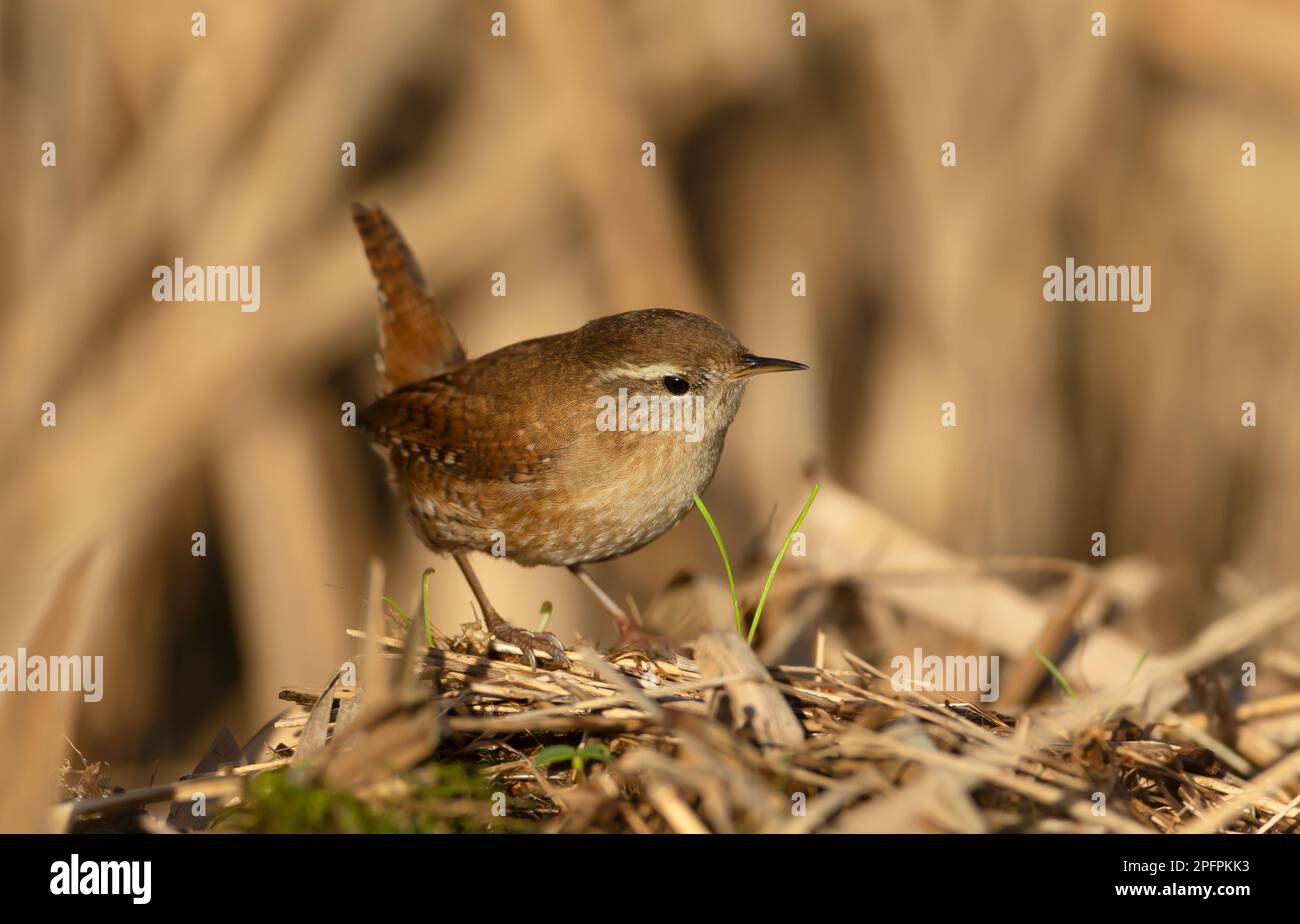 Eurasian wren perched hi-res stock photography and images - Alamy