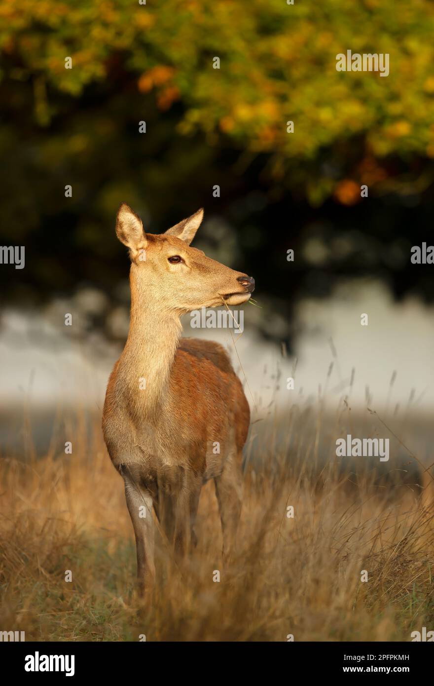 Red deer hind standing in grass hi-res stock photography and images - Alamy