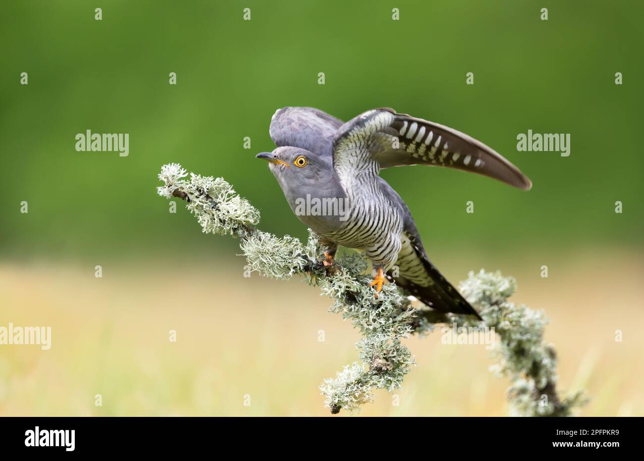 Common cuckoo cuculus canorus male hi-res stock photography and images ...