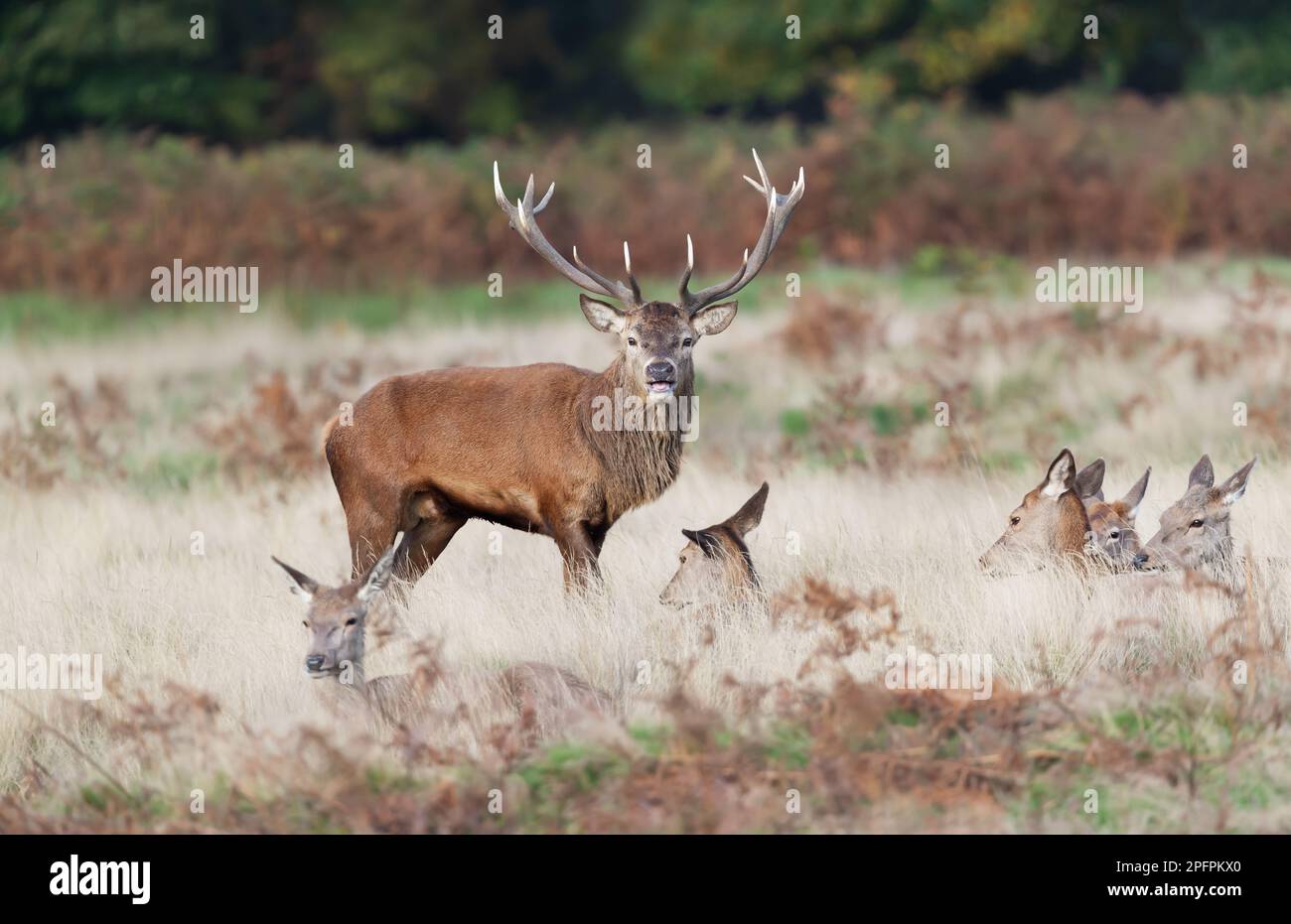 Red deer stag guarding hinds during the rutting season in autumn, UK ...
