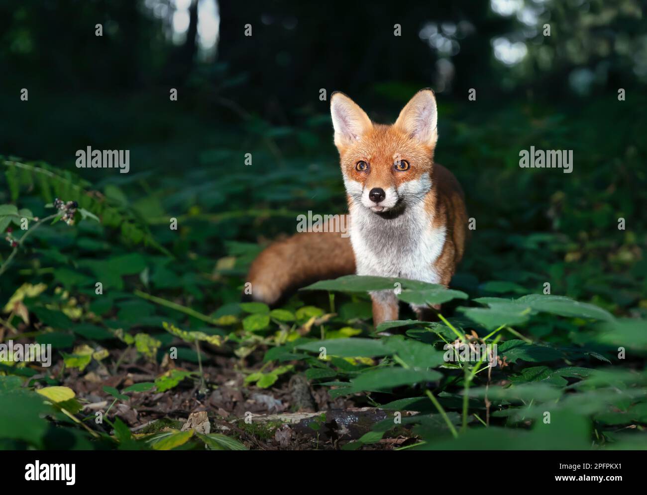 Shadow Arctic Fox Pups