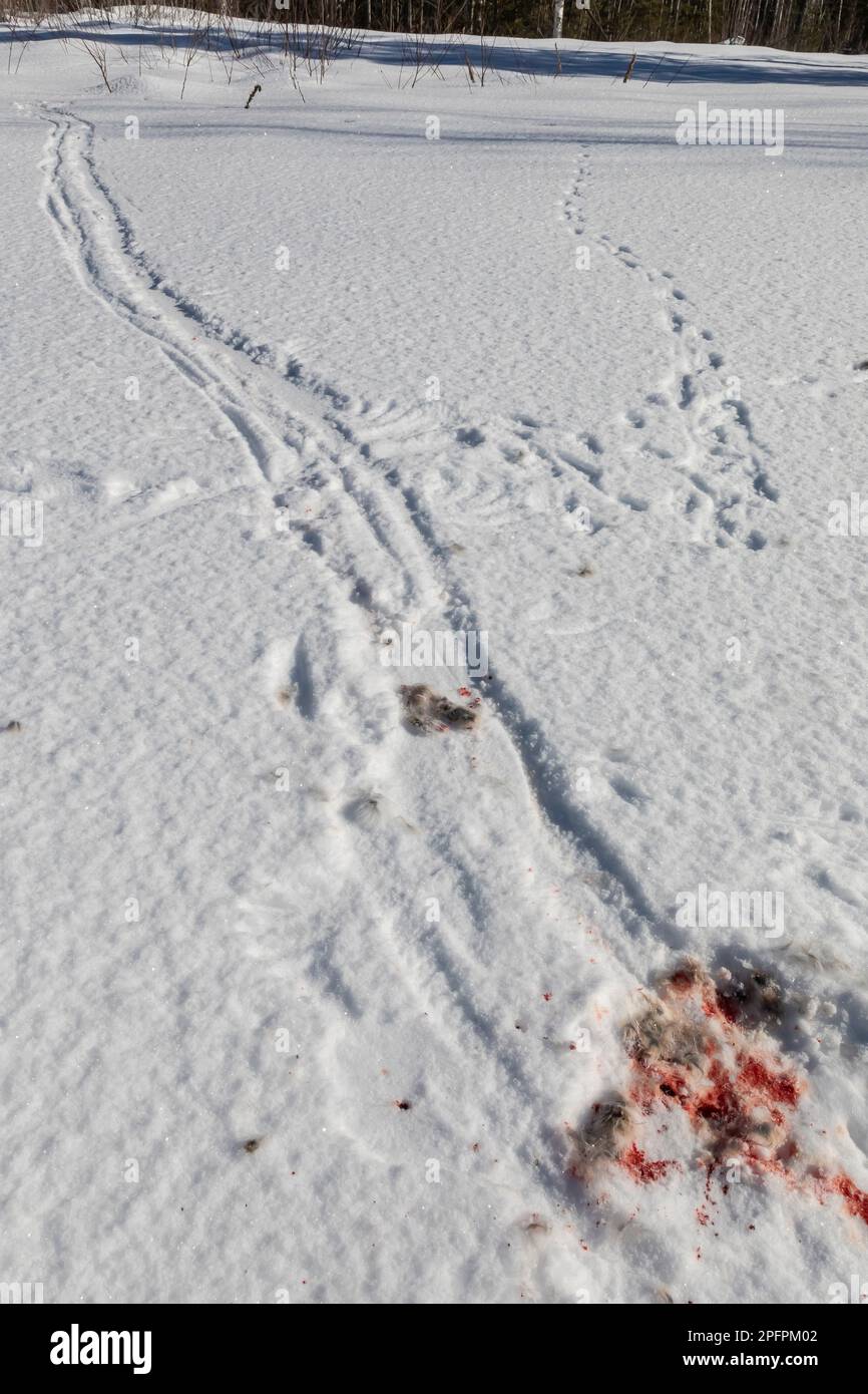 Drag marks where a Northern Goshawk, Accipiter gentilis, caught and ...