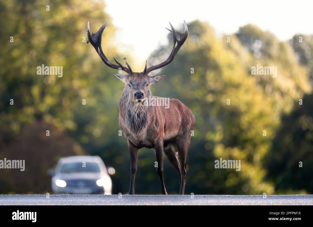 Stag road hi-res stock photography and images - Alamy
