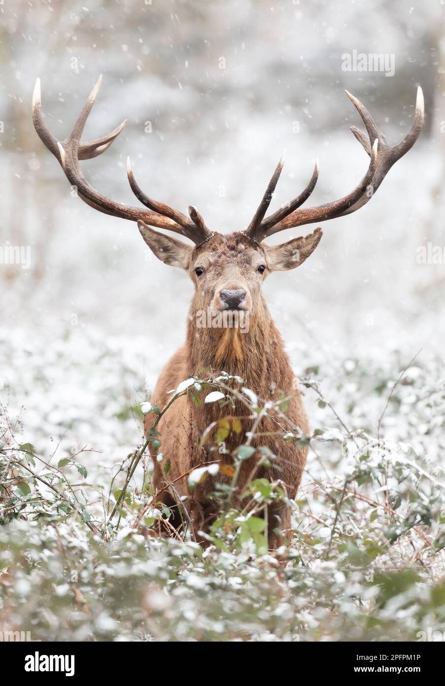 Close up of a Red deer stag in winter, UK Stock Photo - Alamy
