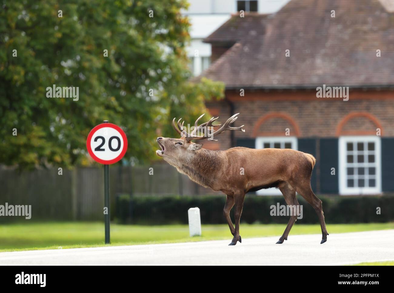 Stag road hi-res stock photography and images - Alamy