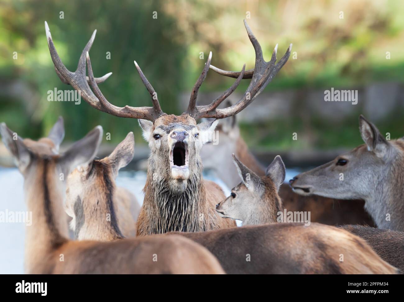 Red deer stag calling during the rut in autumn, UK Stock Photo - Alamy