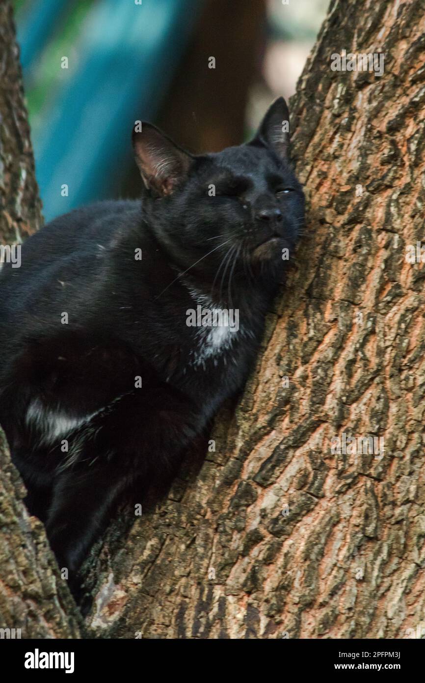 black cat climbing on a tree Sit and lie down and enjoy Stock Photo - Alamy