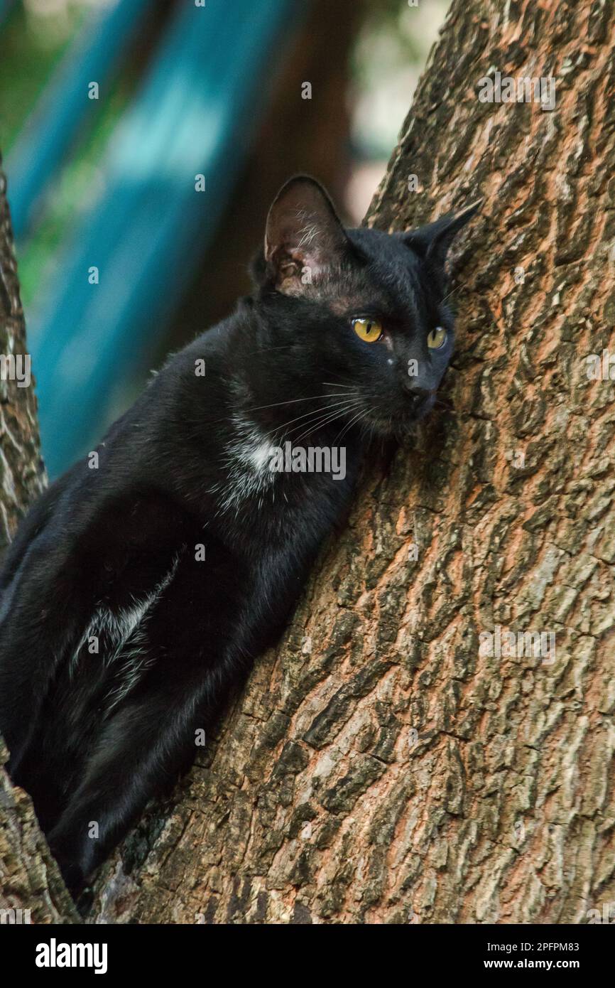 black cat climbing on a tree Sit and lie down and enjoy Stock Photo - Alamy