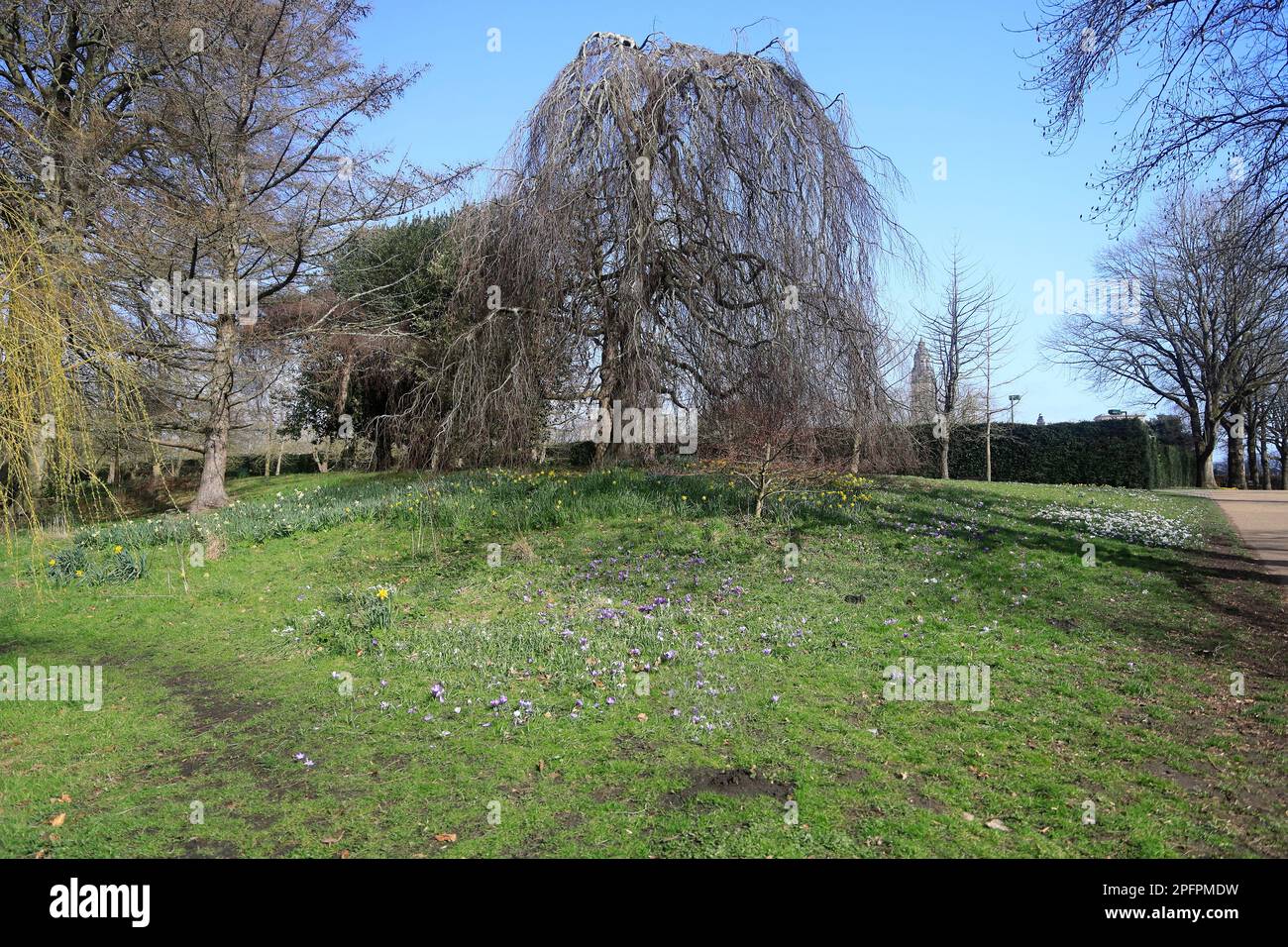 Bute Park grassy bank with trees, daffodils and crocus plants. Spring ...