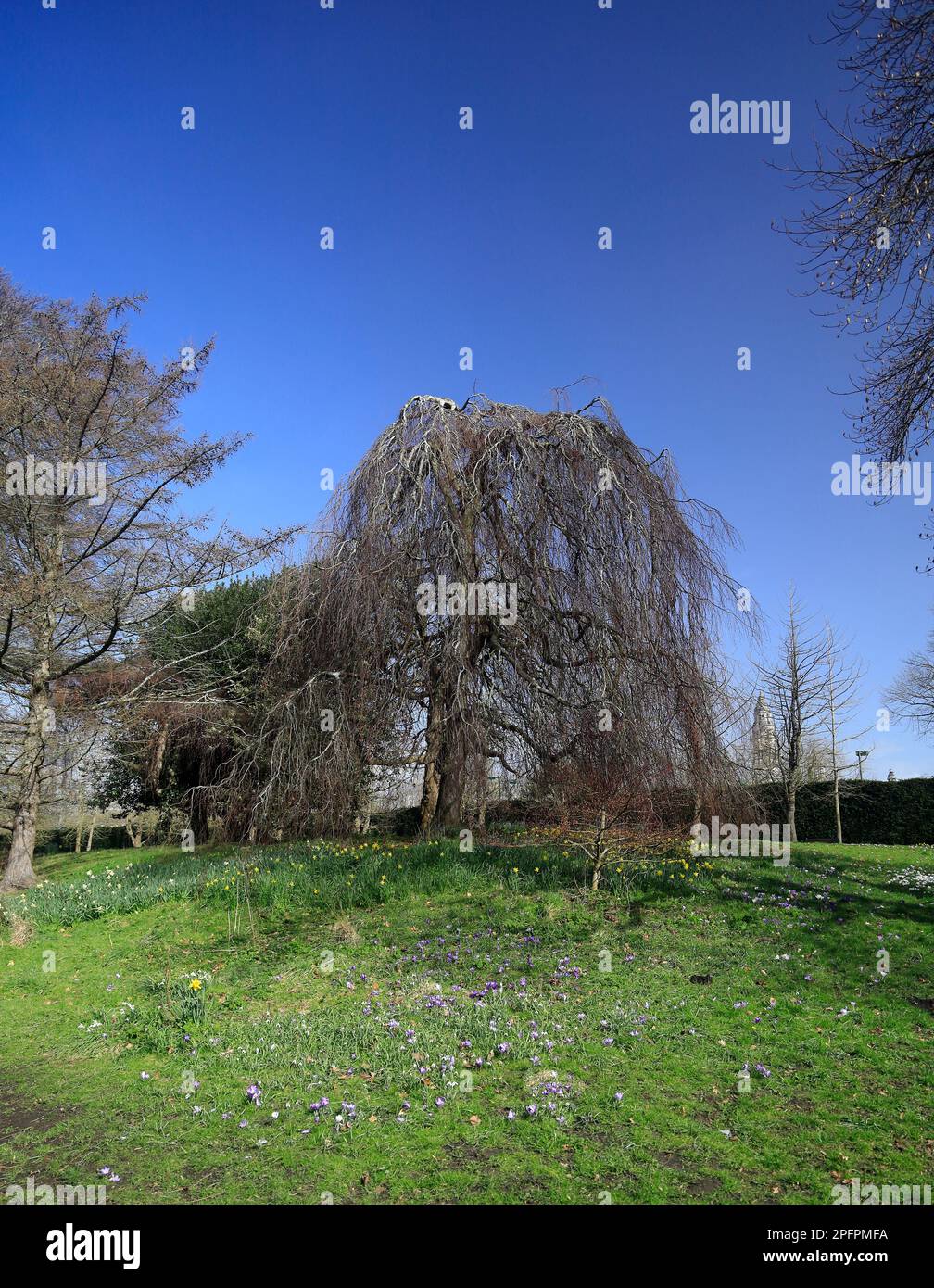 Bute Park grassy bank with trees, daffodils and crocus plants. Spring ...