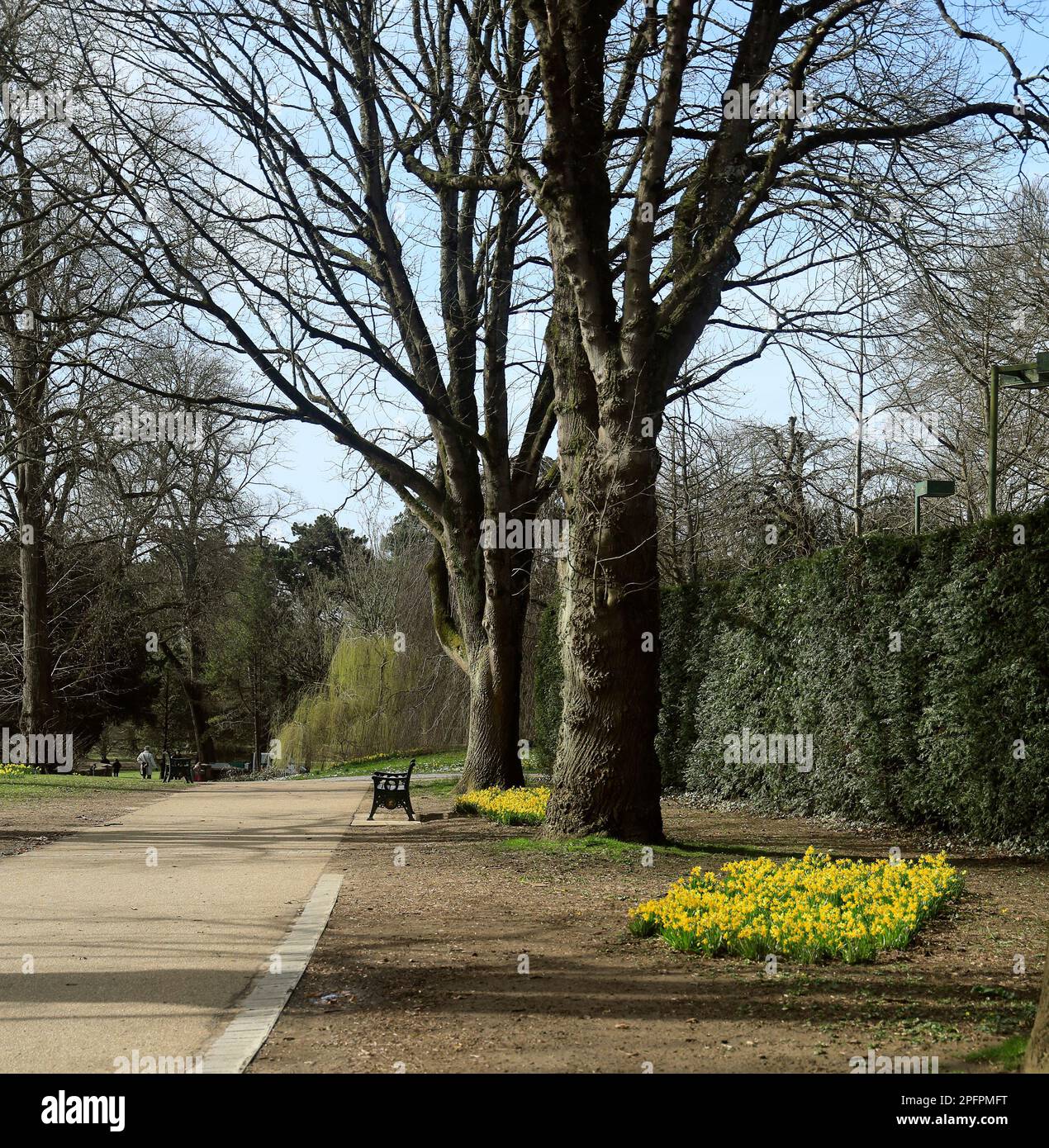 Path with daffodils in Spring - Bute Park, Cardiff. March 2023 Stock ...
