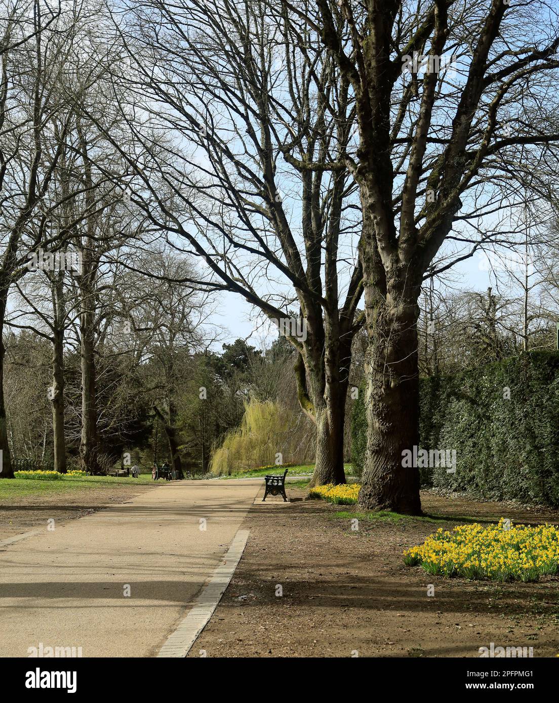 Path with daffodils in Spring - Bute Park, Cardiff. March 2023 Stock ...